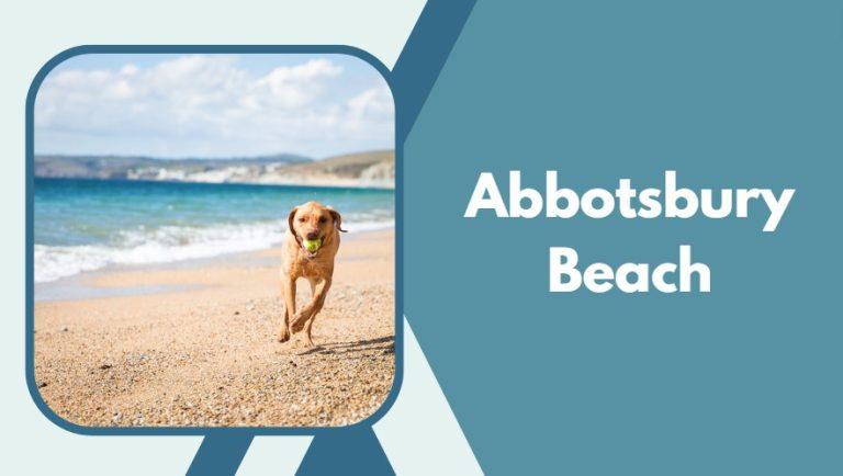 Best Dog Friendly Beaches in Dorset - Top 37 – South West Mag