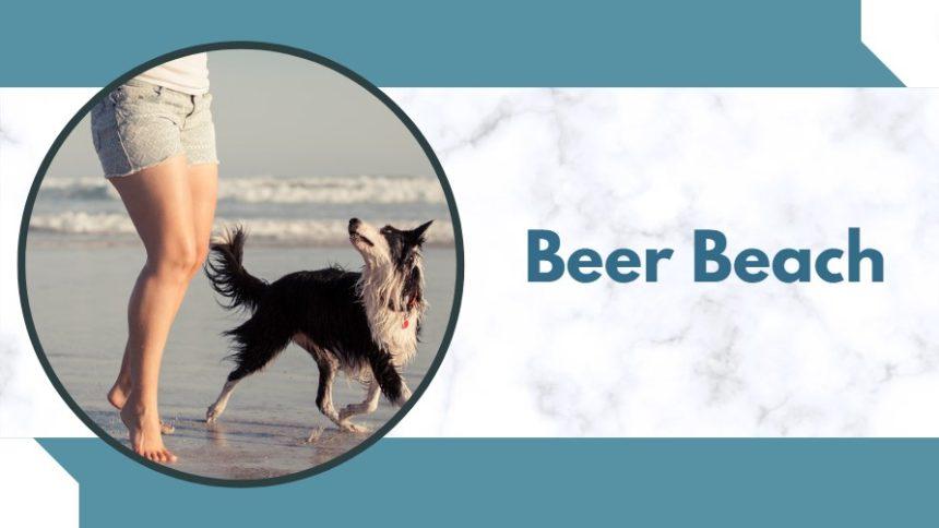 Top 15 Best Dog Friendly Beaches in Devon – South West Mag