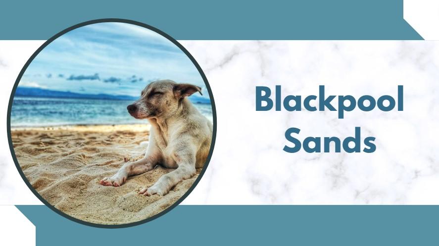 Top 15 Best Dog Friendly Beaches in Devon – South West Mag
