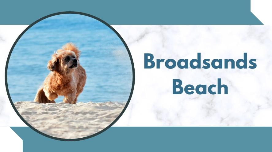 Top 15 Best Dog Friendly Beaches in Devon – South West Mag