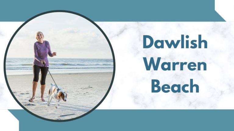 Top 15 Best Dog Friendly Beaches in Devon – South West Mag