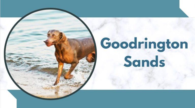 Top 15 Best Dog Friendly Beaches in Devon – South West Mag