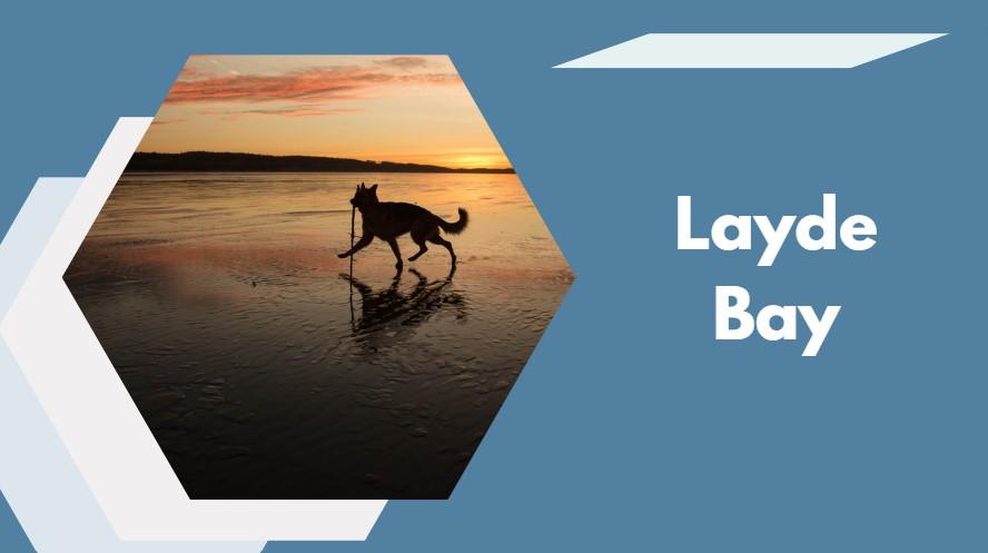 Top 12 Best Dog Friendly Beaches in Somerset – South West Mag