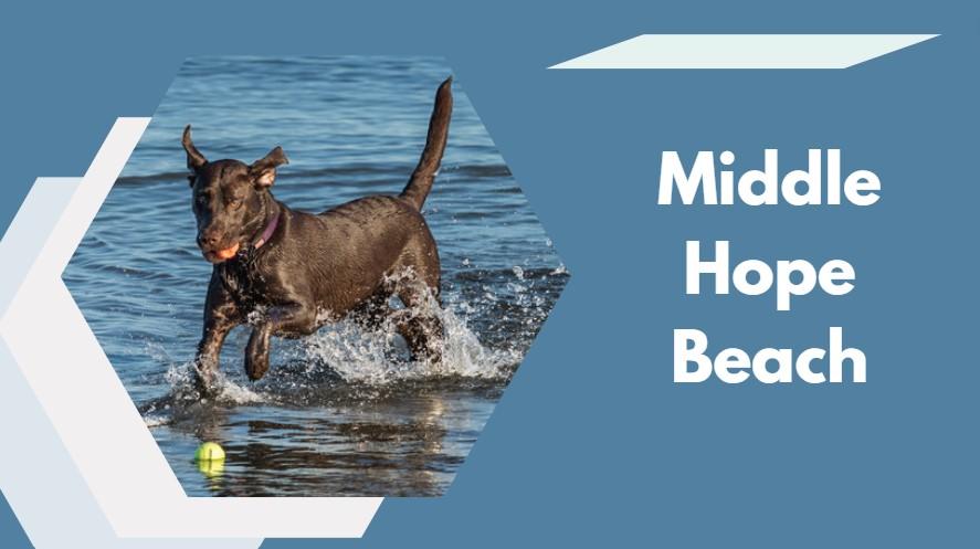 Top 12 Best Dog Friendly Beaches in Somerset – South West Mag