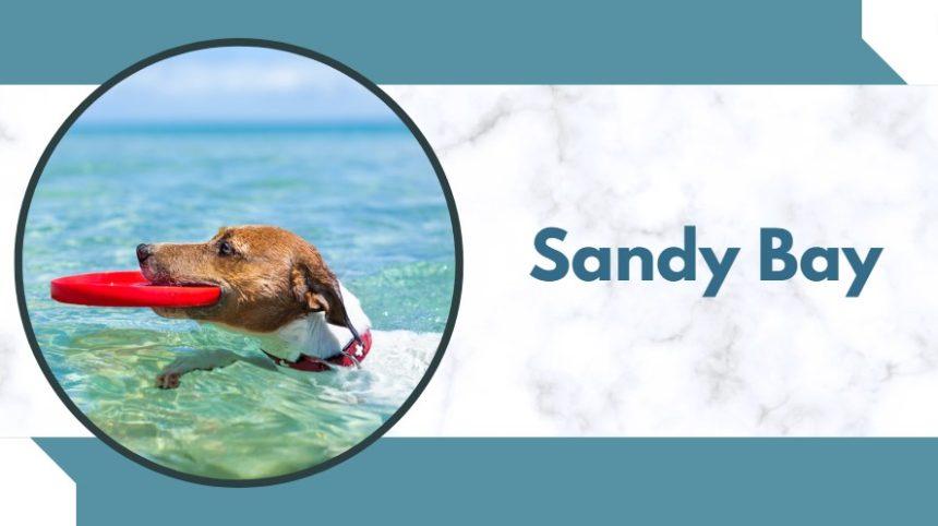 Top 15 Best Dog Friendly Beaches in Devon – South West Mag