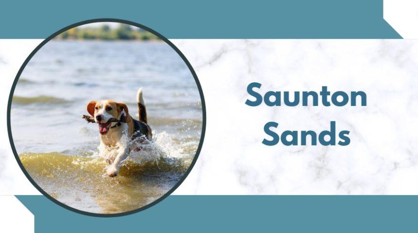Top 15 Best Dog Friendly Beaches in Devon – South West Mag