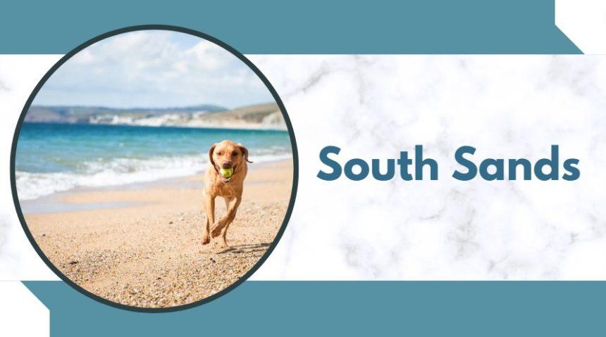 Top 15 Best Dog Friendly Beaches in Devon – South West Mag