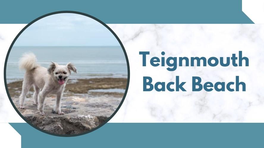 Top 15 Best Dog Friendly Beaches in Devon – South West Mag