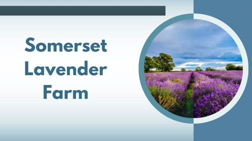 Best Things to Do in Mendip Hills - Top 10– South West Mag