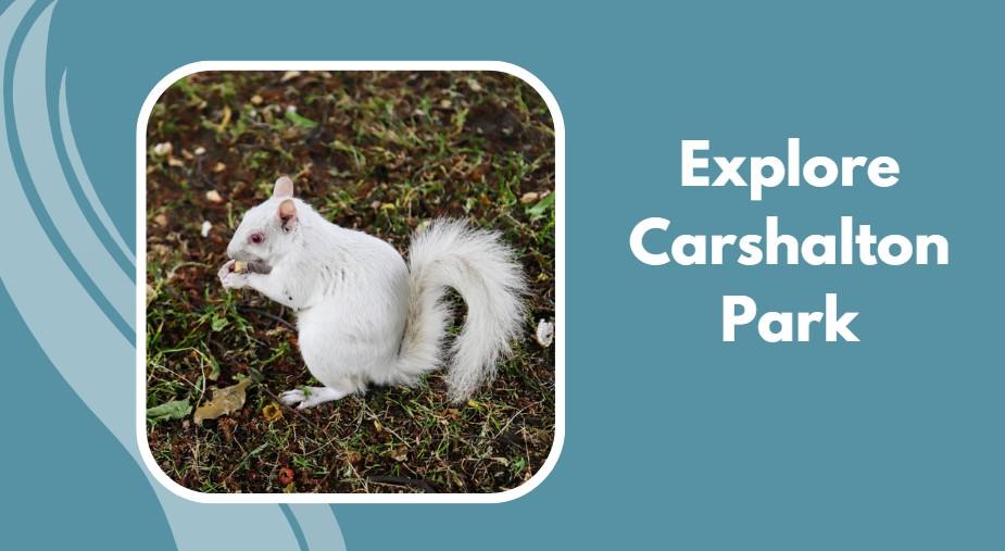 Top 10 Best Things to Do in Carshalton – South West Mag