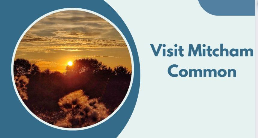 Things to Do in Mitcham - Top 10 Charming Destination– South West Mag