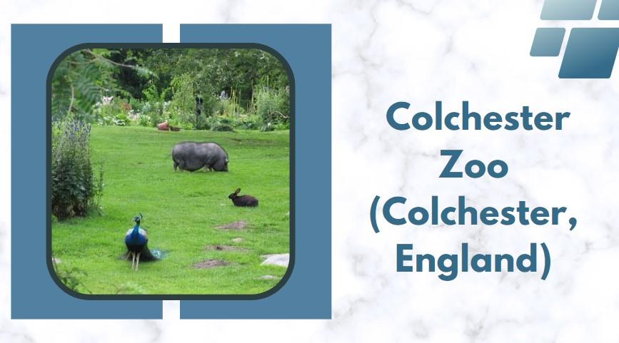 Best Zoo in UK - Top 14 Exciting Visit – South West Mag