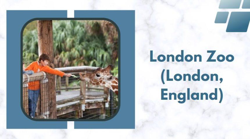 Best Zoo in UK - Top 14 Exciting Visit – South West Mag