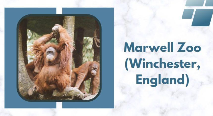 Best Zoo in UK - Top 14 Exciting Visit – South West Mag