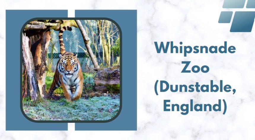 Best Zoo in UK - Top 14 Exciting Visit – South West Mag