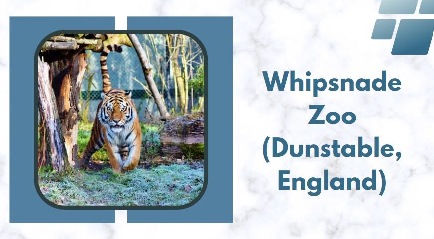 Best Zoo in UK - Top 14 Exciting Visit – South West Mag