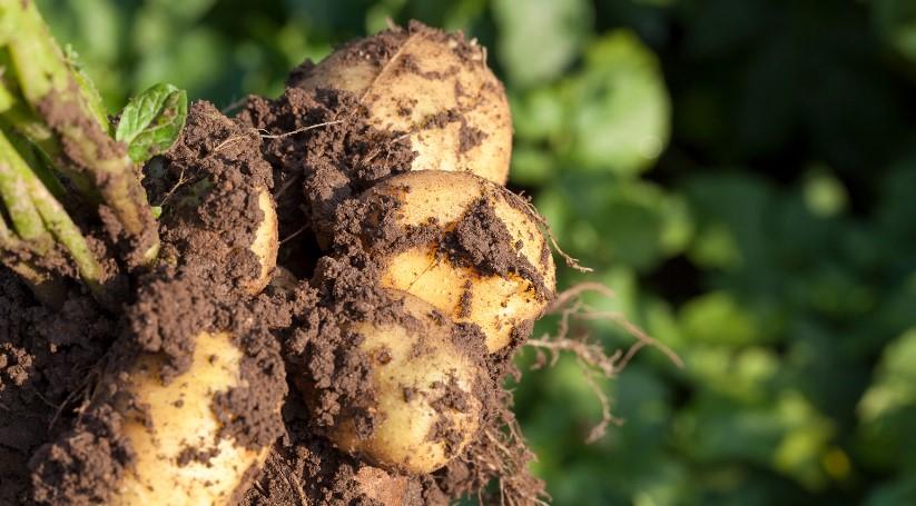 How to Grow Potatoes? - Tips for Planting – South West Mag