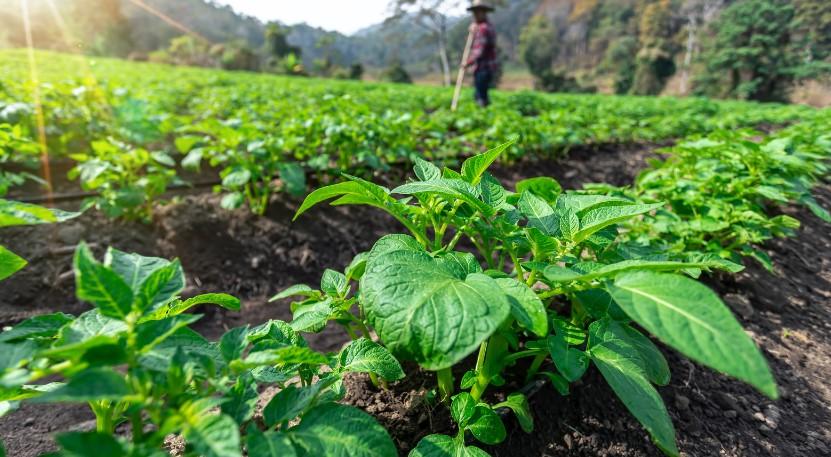 How to Grow Potatoes? - Tips for Planting – South West Mag