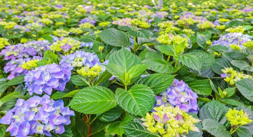 How to Care for Hydrangeas? - A Complete Guide – South West Mag