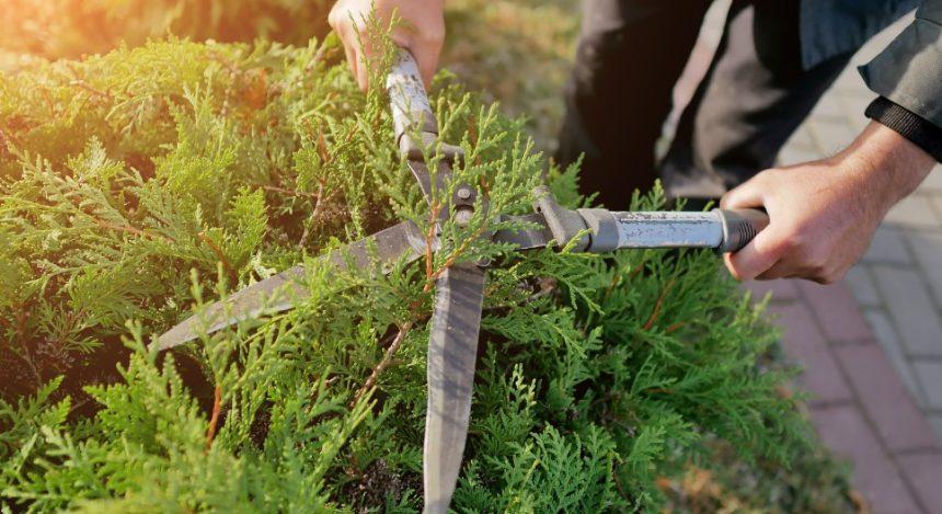 How Do Shrubs, Trees, And Bushes Differ? – South West Mag